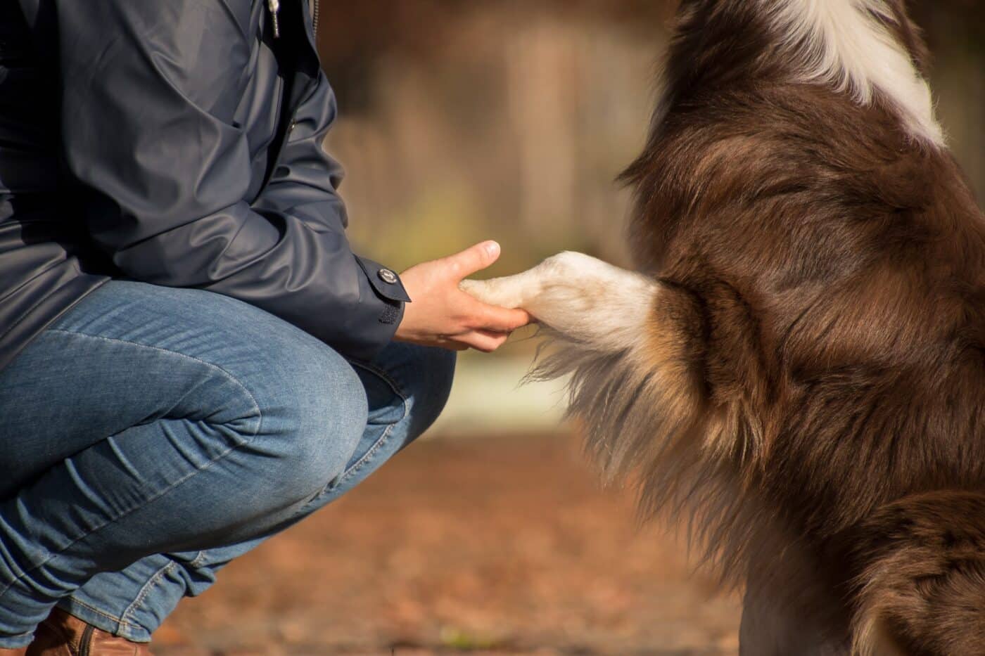 7 Best Dog Training Tips for Beginners | The Dog Kennel Collection