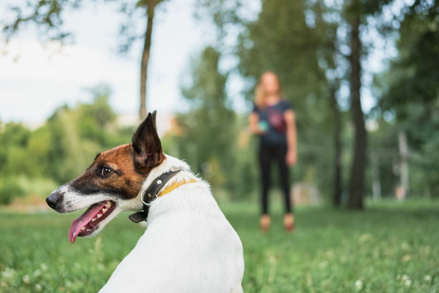 7 Best Dog Training Tips for Beginners | The Dog Kennel Collection