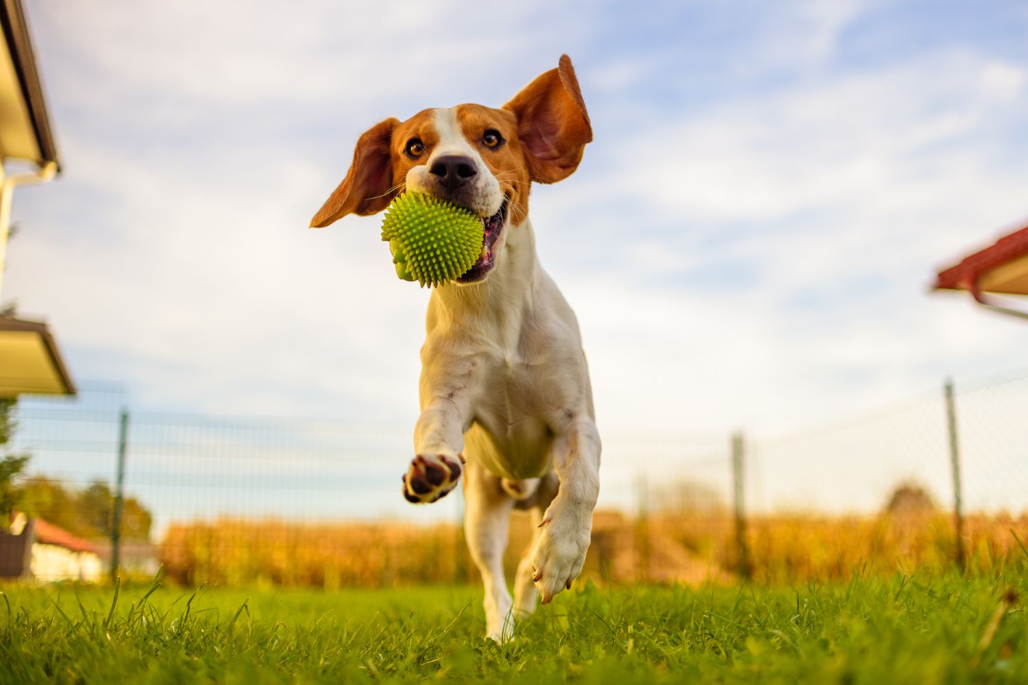 7 Best Dog Training Tips for Beginners | The Dog Kennel Collection